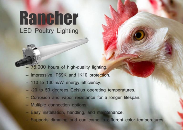 7 Awesome Facts You Should Know About LED Poultry Lighting