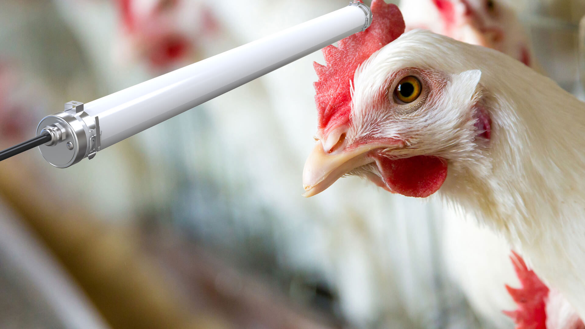 The World's Best LED Light Manufacturer | ShineLong