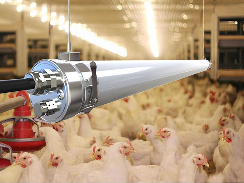 What Your Hens Aren't Telling You About the Poultry Lighting