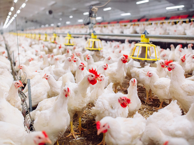 What Your Hens Aren't Telling You About the Poultry Lighting
